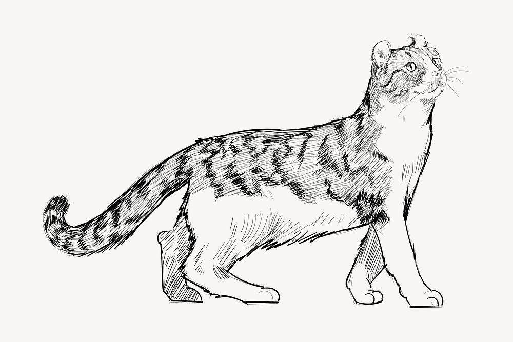 American Curl cat sketch animal | Premium PSD - rawpixel