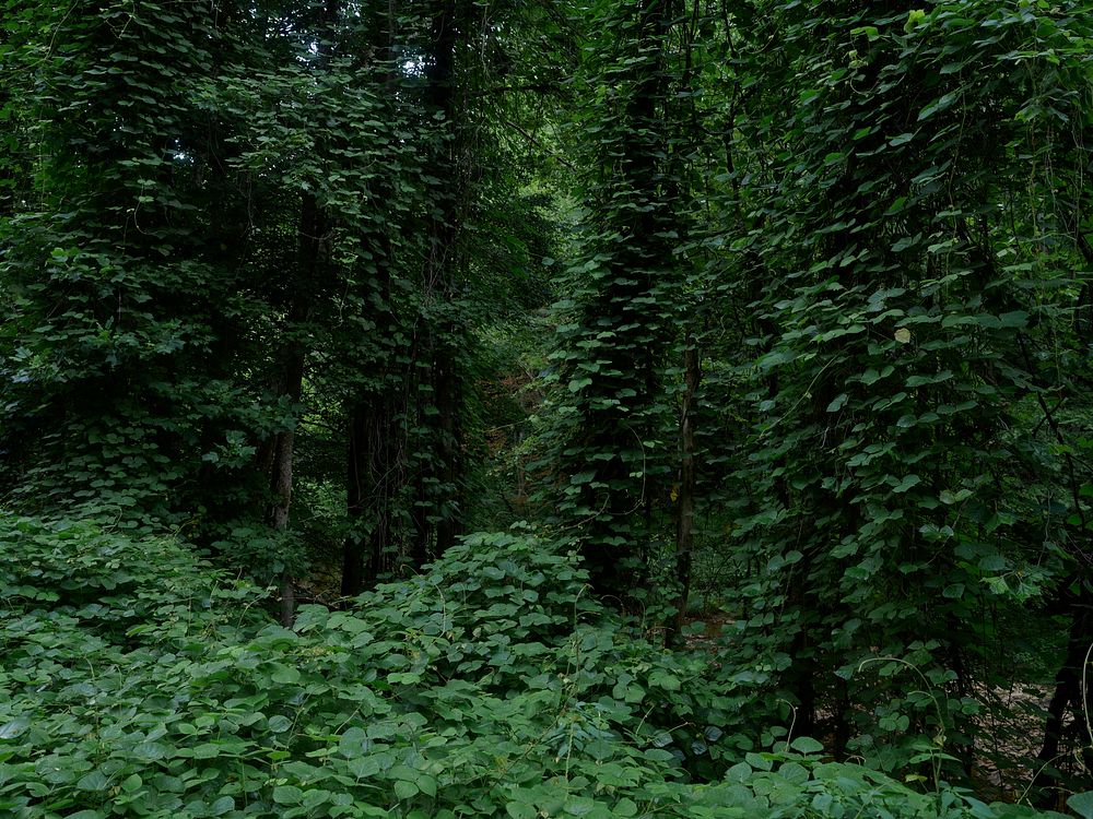 Kudzu Images | Free Photos, PNG Stickers, Wallpapers & Backgrounds ...