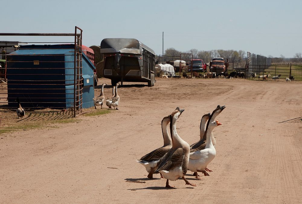 Various geese parade freely Hedrick | Free Photo - rawpixel