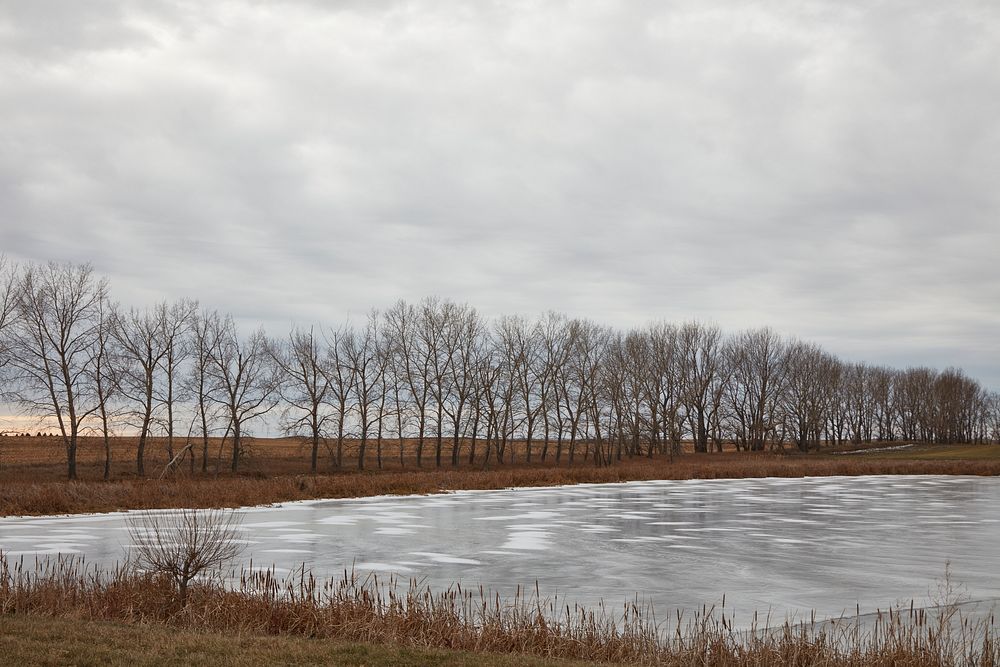 tree line, useful as windbreak, | Free Photo - rawpixel
