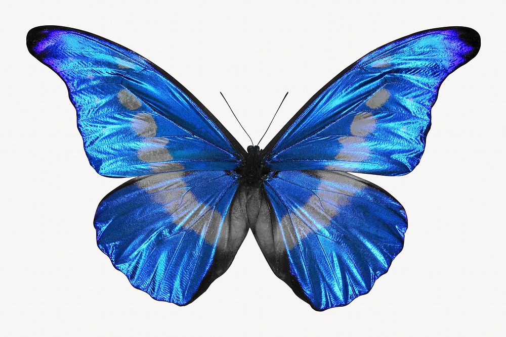 Morphidae butterfly, isolated on white | Free Photo - rawpixel