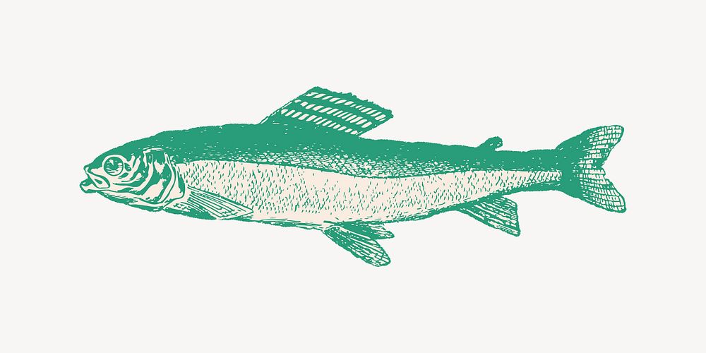 Grayling fish, vintage drawing isolated | Free Photo Illustration ...