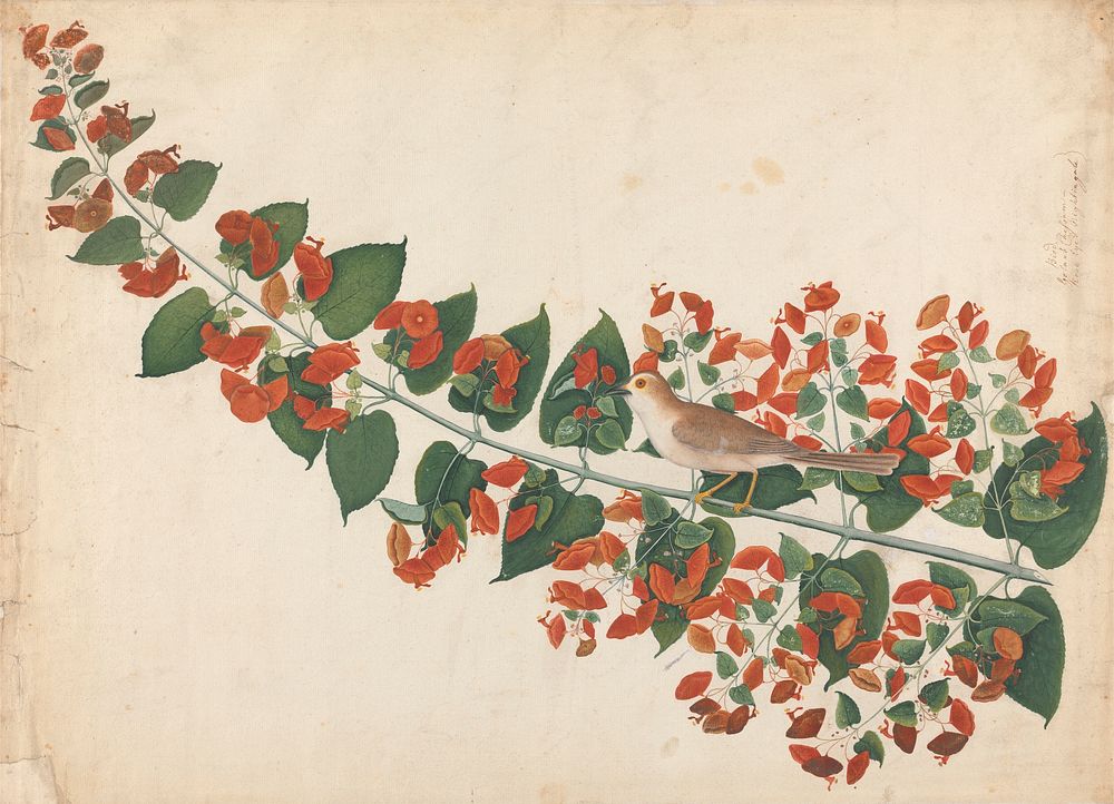 Yellow-eyed Babbler (Chrysomma sinense) perched | Free Photo - rawpixel