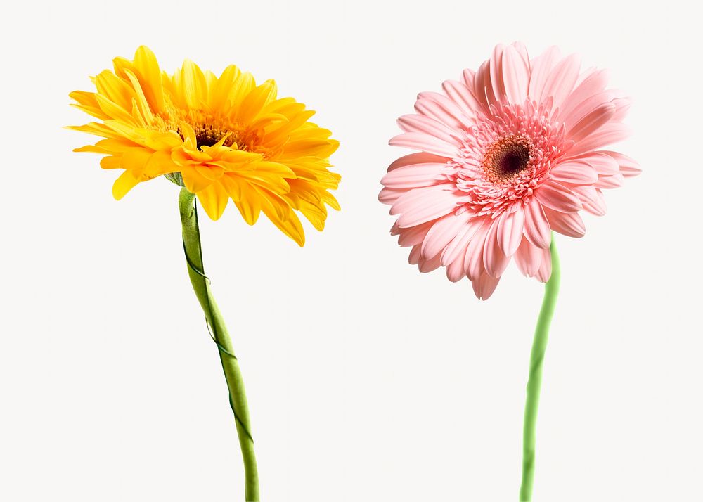 Colorful gerbera flowers isolated image | Free Photo - rawpixel