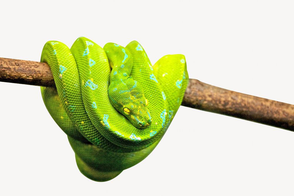 Green snake collage element, isolated | Free Photo - rawpixel