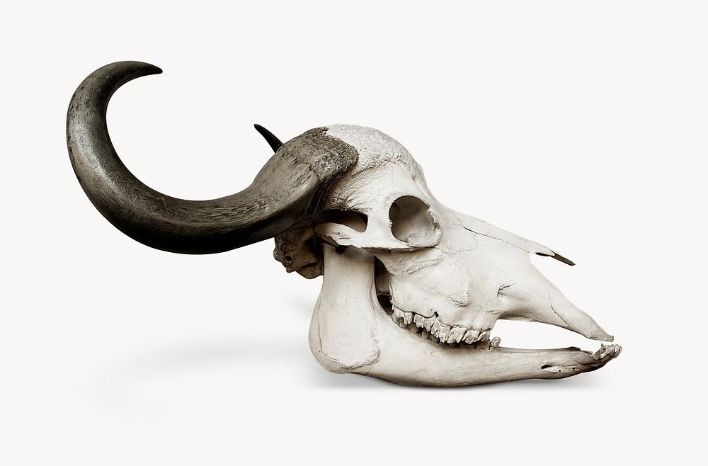 African buffalo skull image design | Free Photo - rawpixel