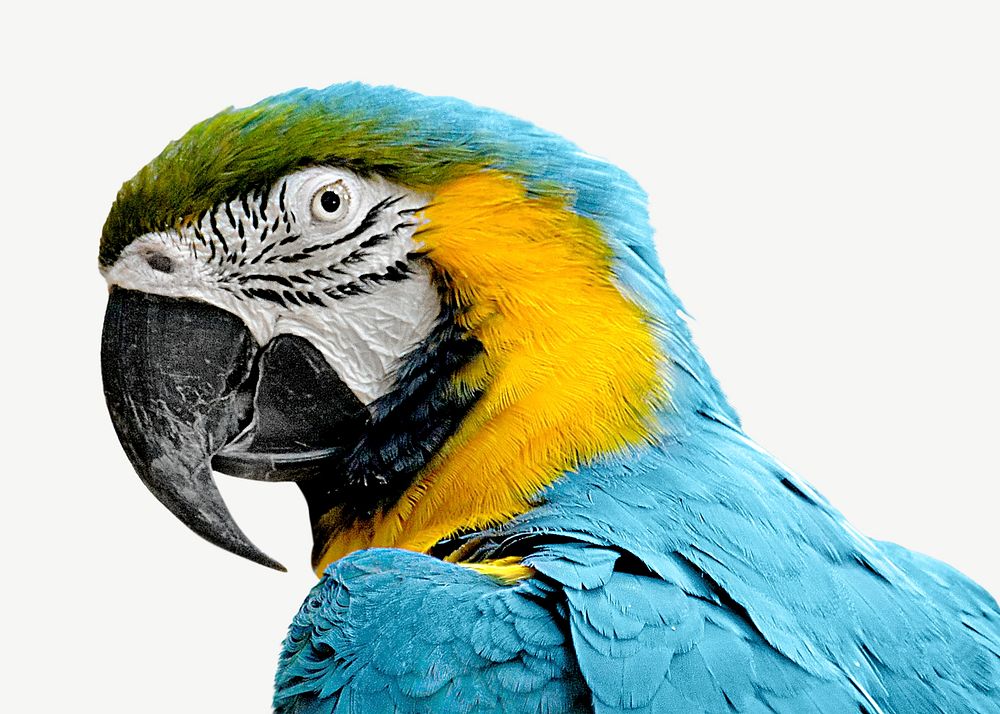 Blue-and-yellow Macaw bird collage element | Free PSD - rawpixel