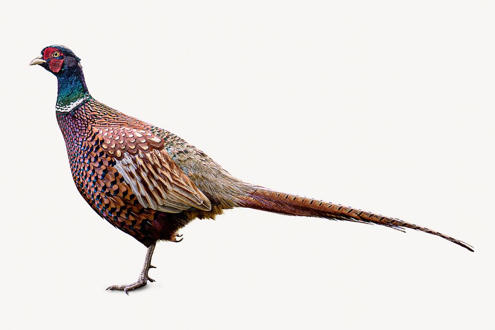 Pheasant bird isolated design | Free Photo - rawpixel
