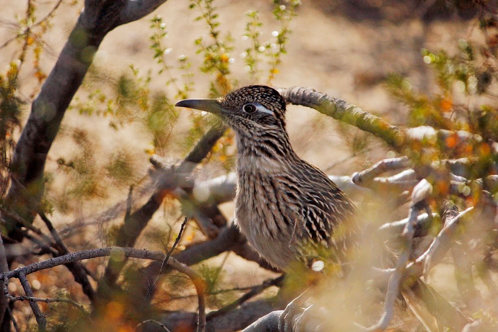 Roadrunner bird creosote bush branch | Free Photo - rawpixel