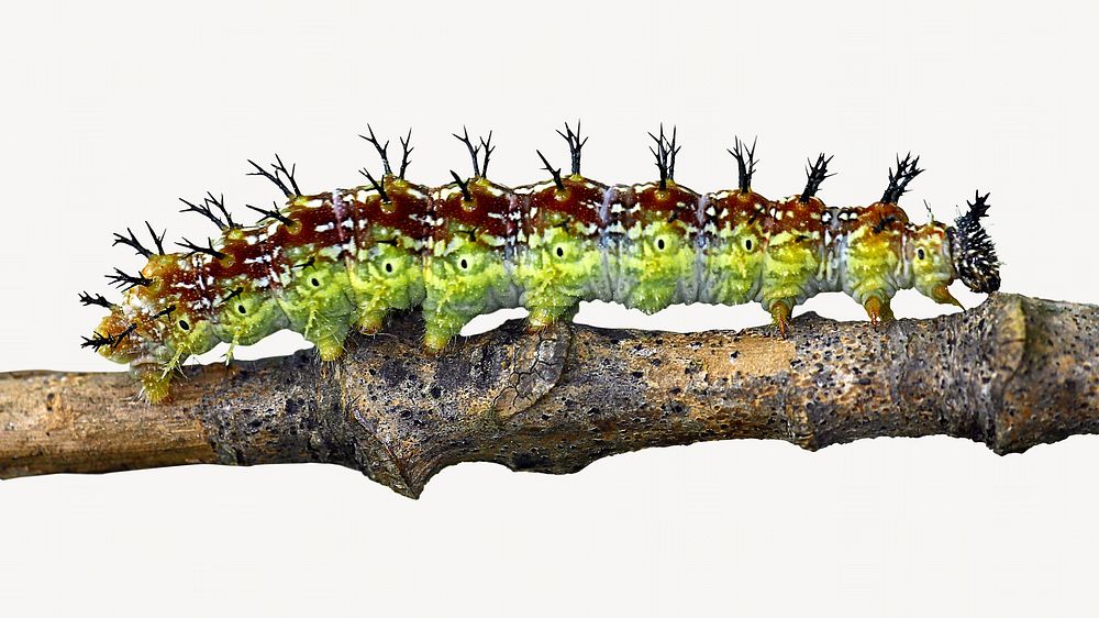 Caterpillar animal isolated design | Free Photo - rawpixel