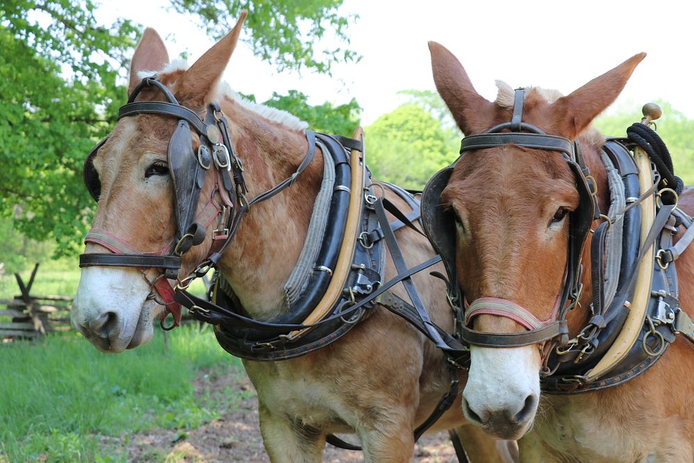 Mules working Homeplace 1850s Working | Free Photo - rawpixel