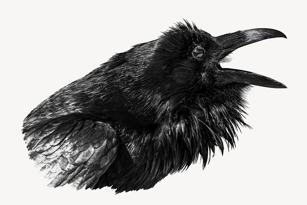 Raven bird isolated design | Free Photo - rawpixel