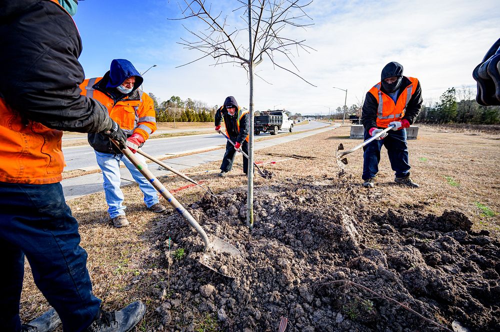 Tree Planting Regency BlvdPublic Works | Free Photo - rawpixel