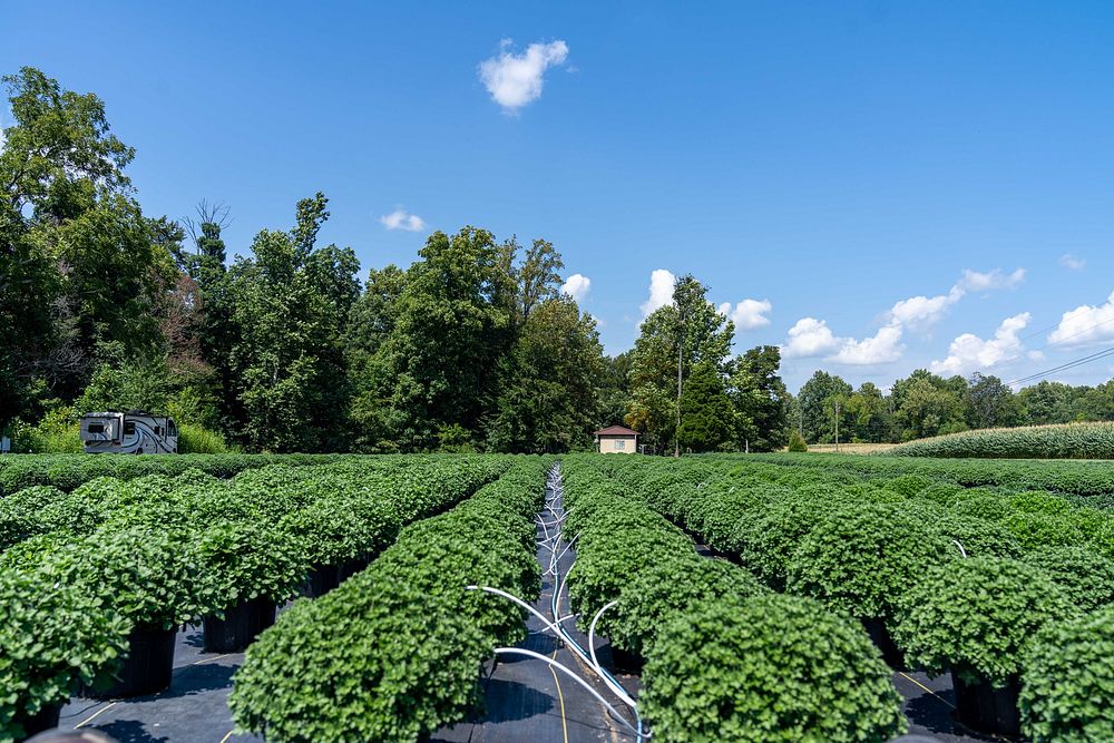 Mums farm, green bushes. Original | Free Photo - rawpixel