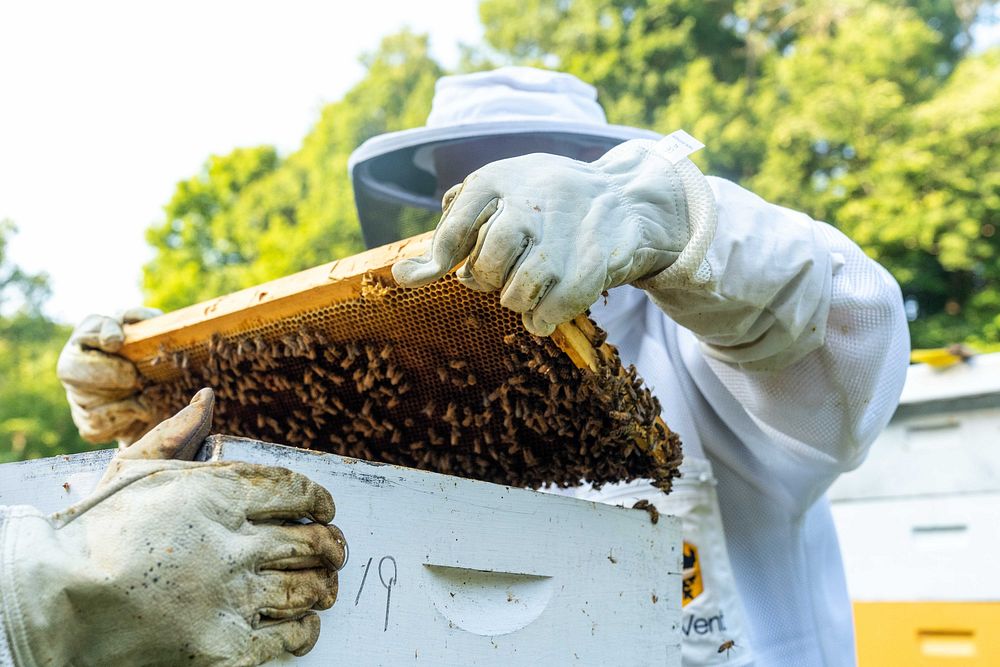 Honeybee frame hive, beekeeping. Original | Free Photo - rawpixel