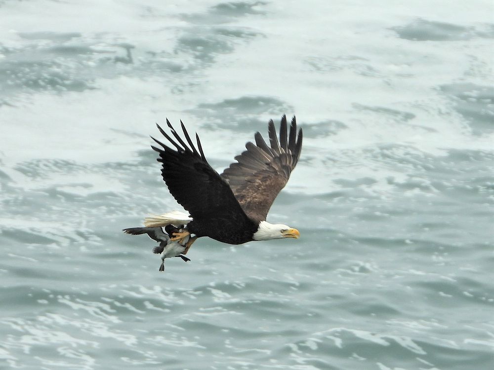 Winner: Bald Eagle Common MurrePhoto | Free Photo - rawpixel