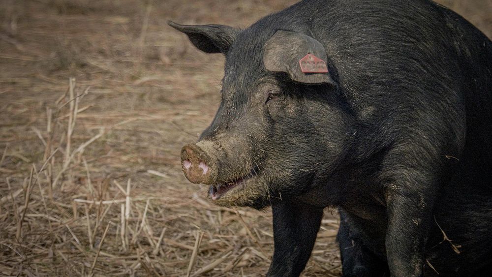Pasture-raised hogs, livestock animal. Original | Free Photo - rawpixel