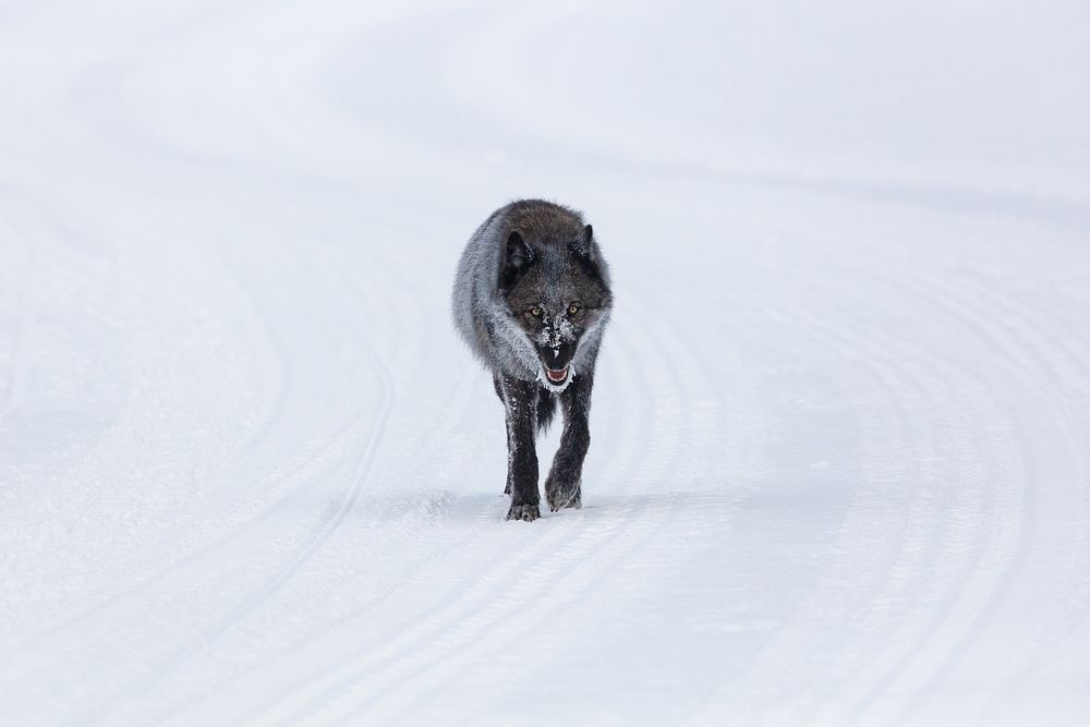 single female wolf traveling winter | Free Photo - rawpixel