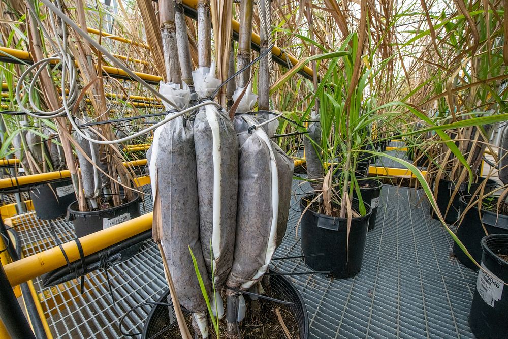 Energy cane various stages propagation | Free Photo - rawpixel