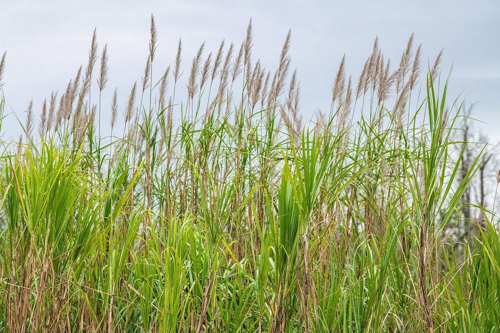 Varieties Energy Cane U.S. Department Agriculture | Free Photo - rawpixel