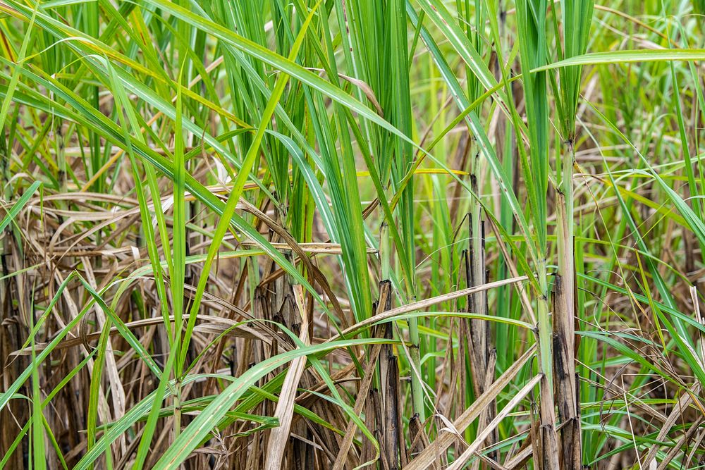Varieties Energy Cane U.S. Department Agriculture | Free Photo - rawpixel