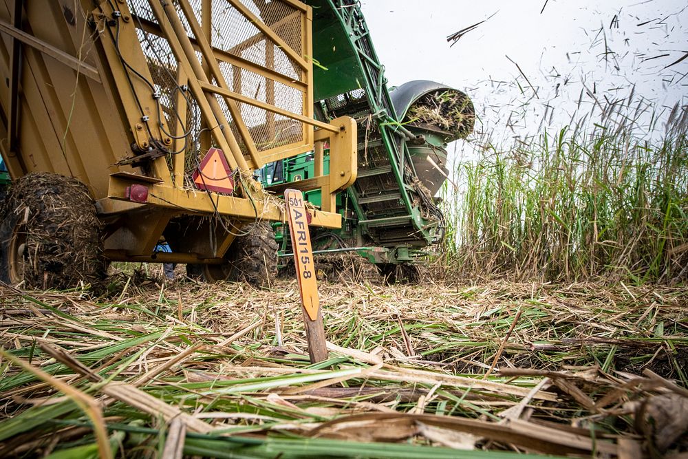 Energy cane variety tag tractor | Free Photo - rawpixel