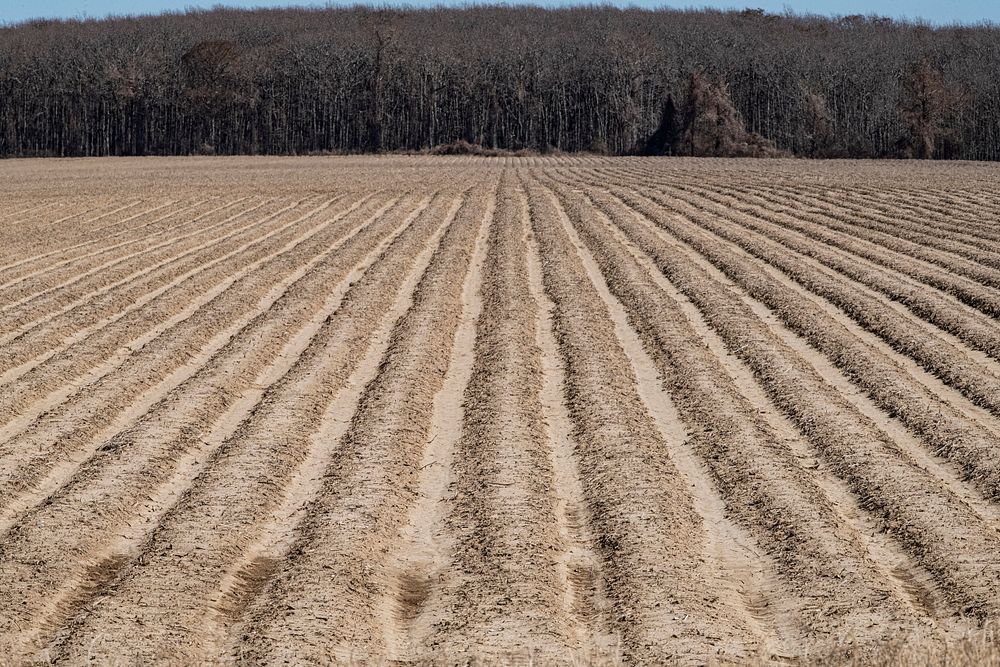 Mississippi farm field rows during the winter | Free Photo - rawpixel