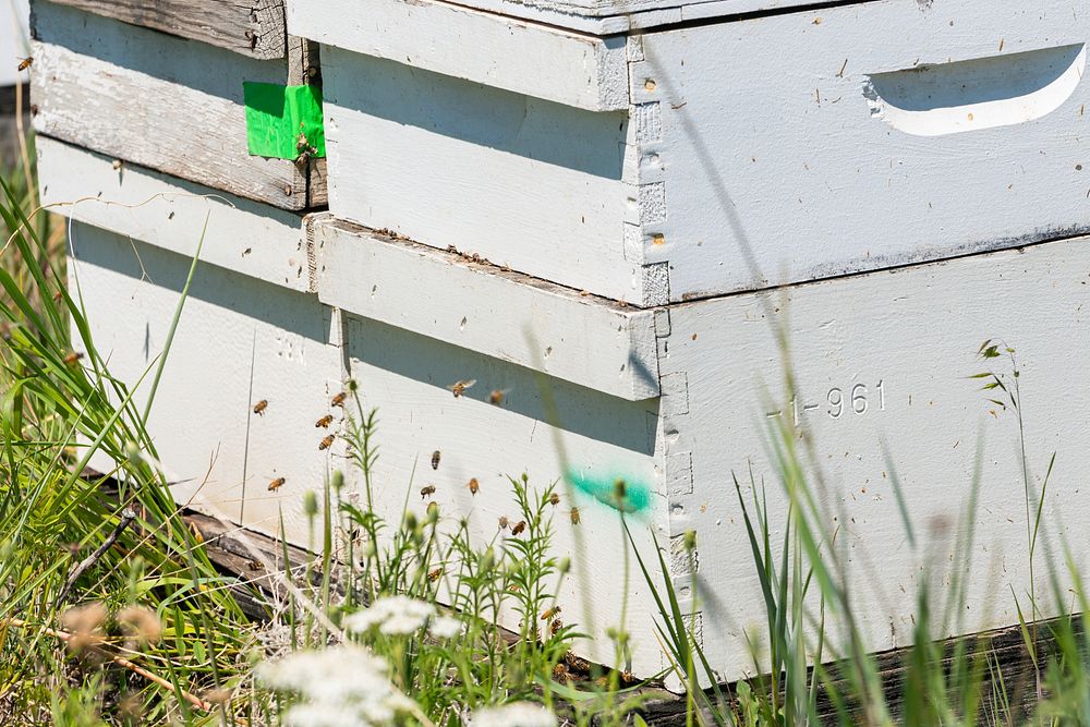 Honey bees in a pollinator | Free Photo - rawpixel