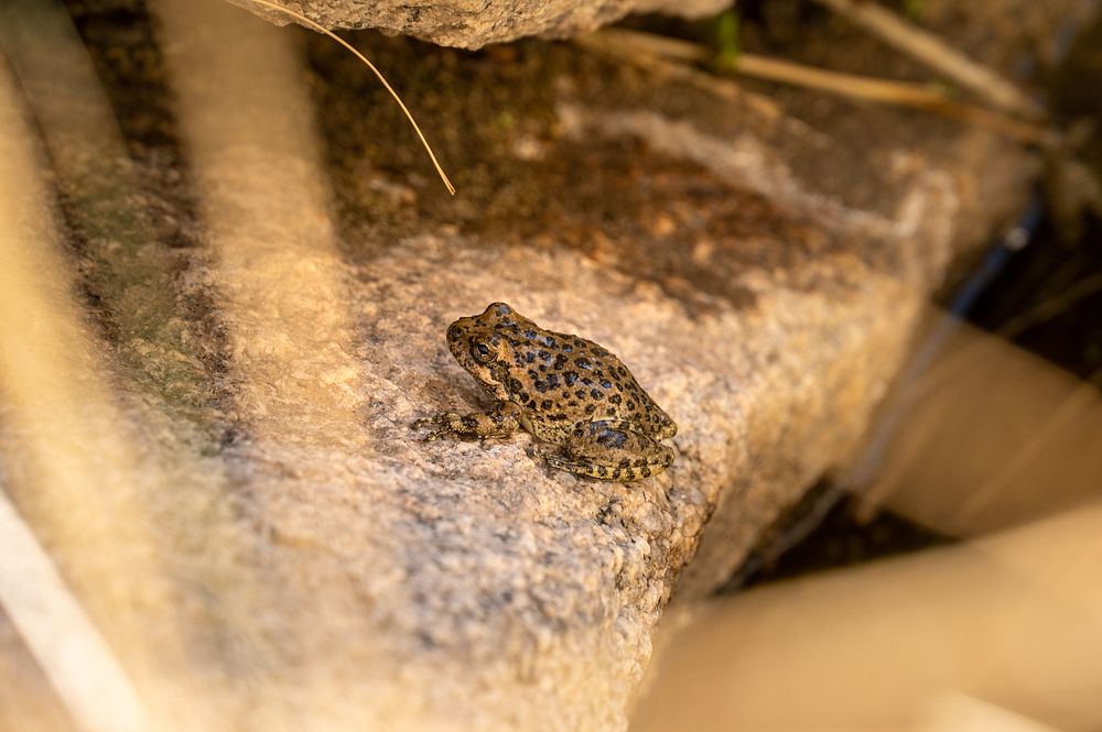 California tree frog (Pseudacris cadaverina)At | Free Photo - rawpixel