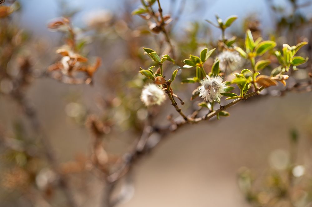 Fuzzy Seeds Creosote BushAfter sprouting | Free Photo - rawpixel