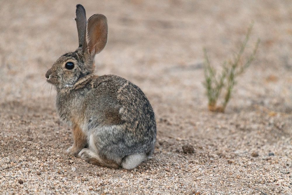 Rabbit Cottontail Images | Free Photos, PNG Stickers, Wallpapers ...