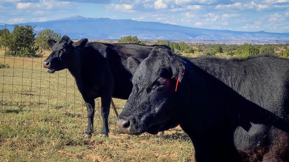 Gilbert Louis Jr. and his | Free Photo - rawpixel