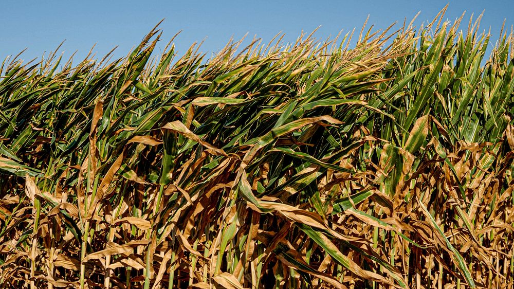 Corn field, farmland. | Free Photo - rawpixel