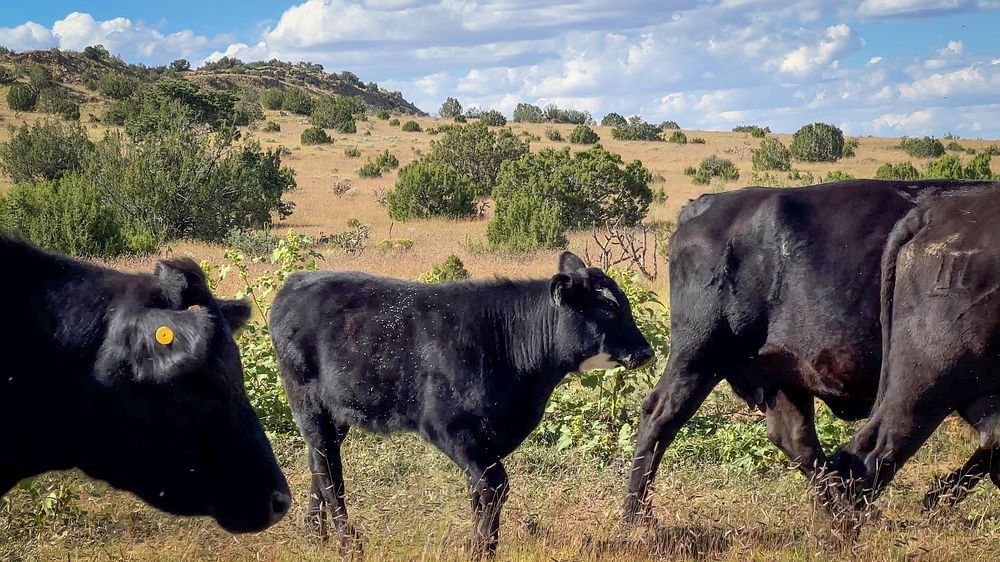 Gilbert Louis Jr. and his | Free Photo - rawpixel