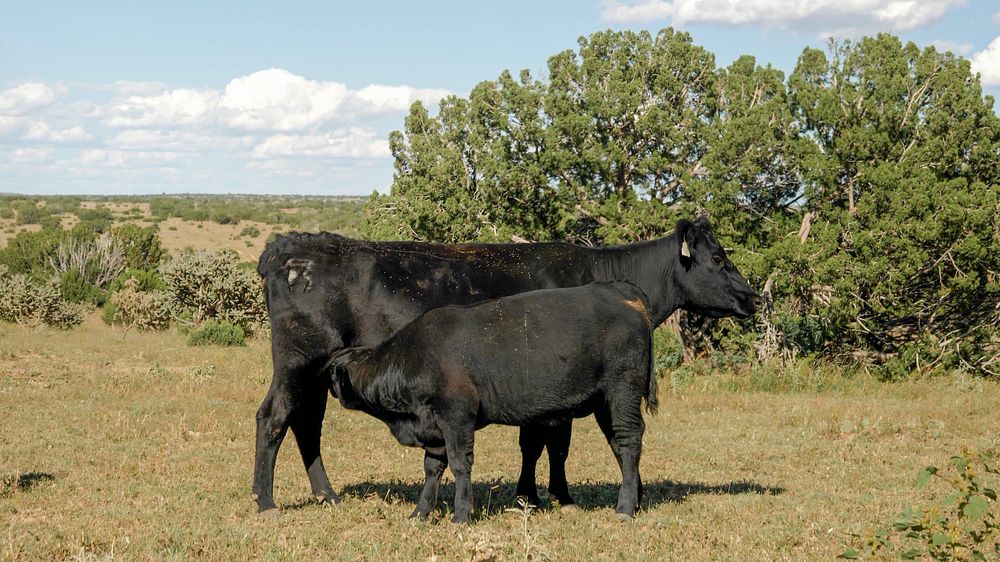 Gilbert Louis Jr. and his | Free Photo - rawpixel