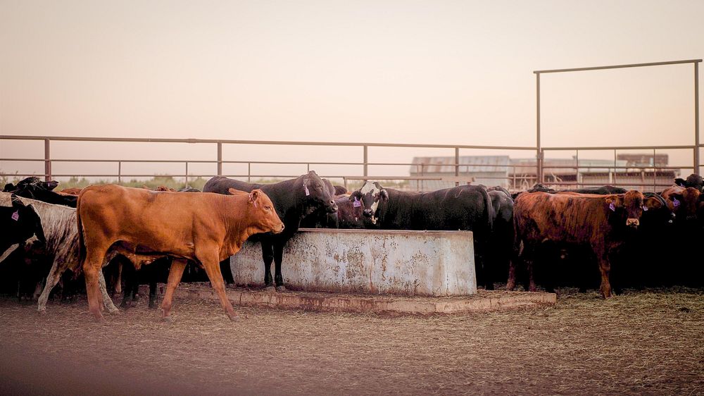 USDA Agricultural Marketing Service Livestock | Free Photo - rawpixel