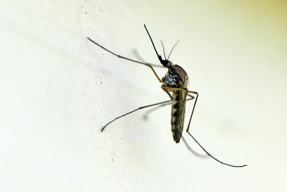 MosquitoWe took a moment to examine | Free Photo - rawpixel
