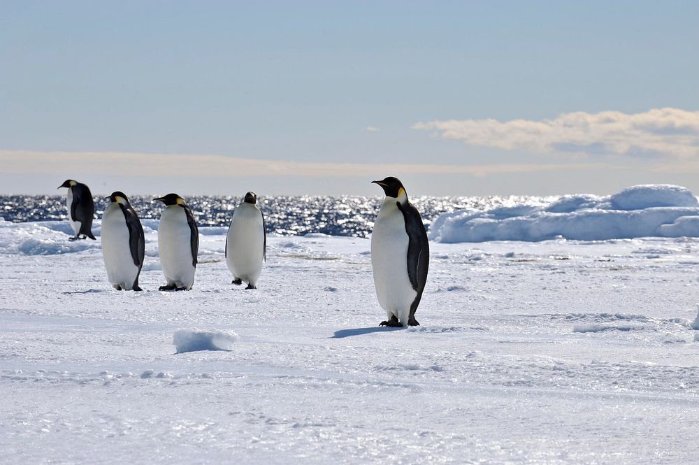 Arctic penguins, wildlife. Original public | Free Photo - rawpixel