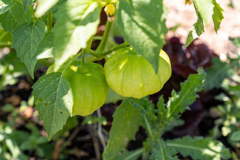 Teter Organic Farm and Retreat | Free Photo - rawpixel