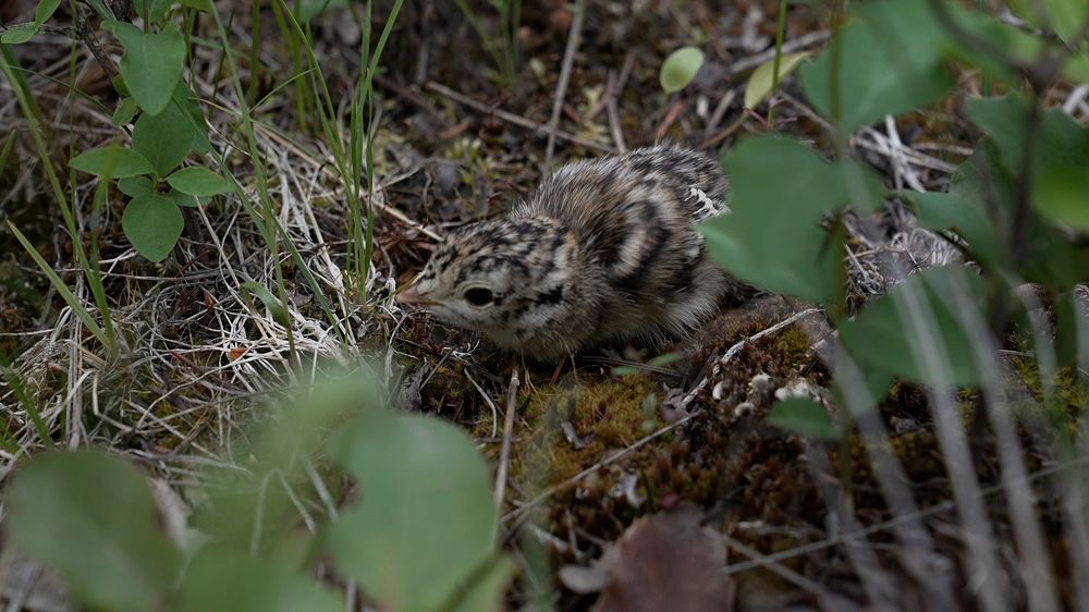 Chick. Paraic Neibergs' Bolin Ranch. | Free Photo - rawpixel
