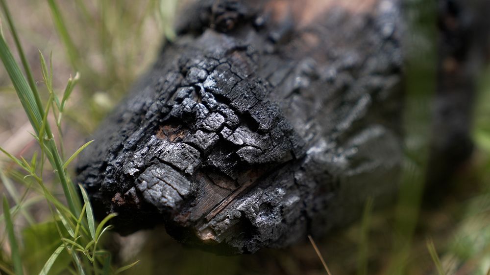 Burnt tree stump. | Free Photo - rawpixel