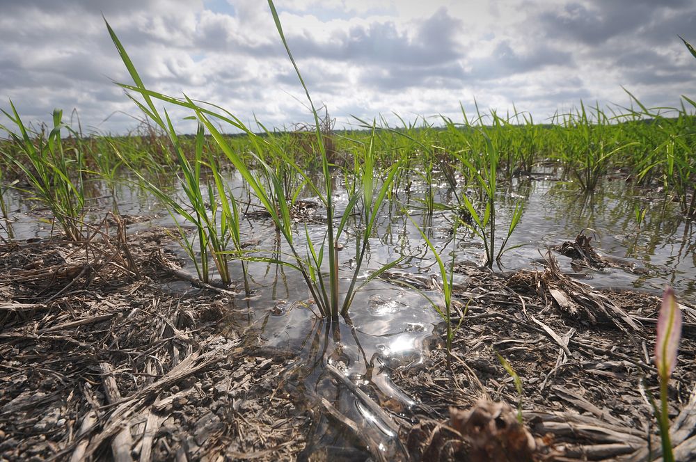 Water begins to flood a field | Free Photo - rawpixel
