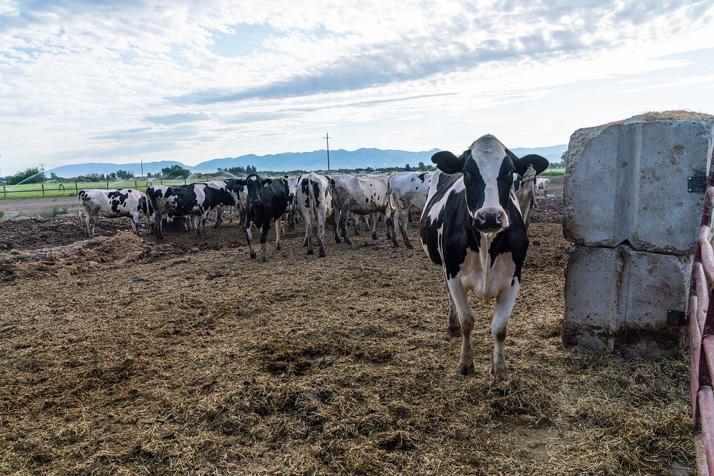 Dairy cows in a corral | Free Photo - rawpixel