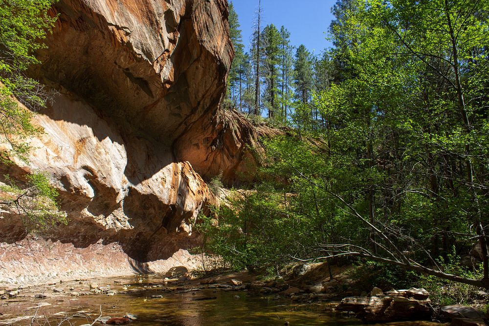 Springtime - West Fork Oak | Free Photo - rawpixel