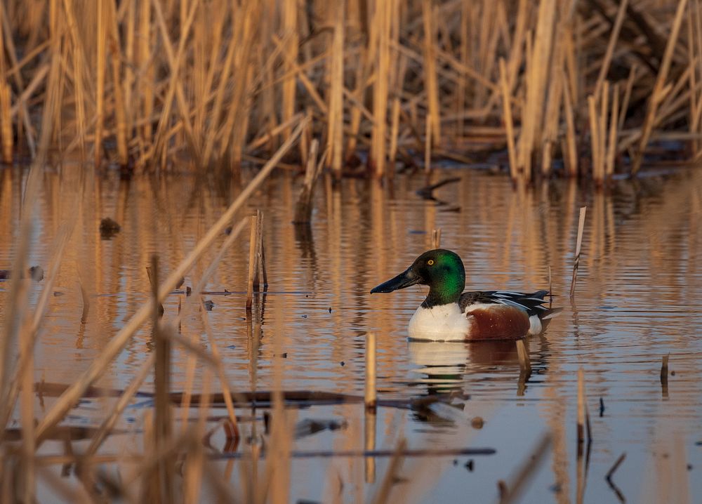 Northern ShovelerWe spotted this northern | Free Photo - rawpixel