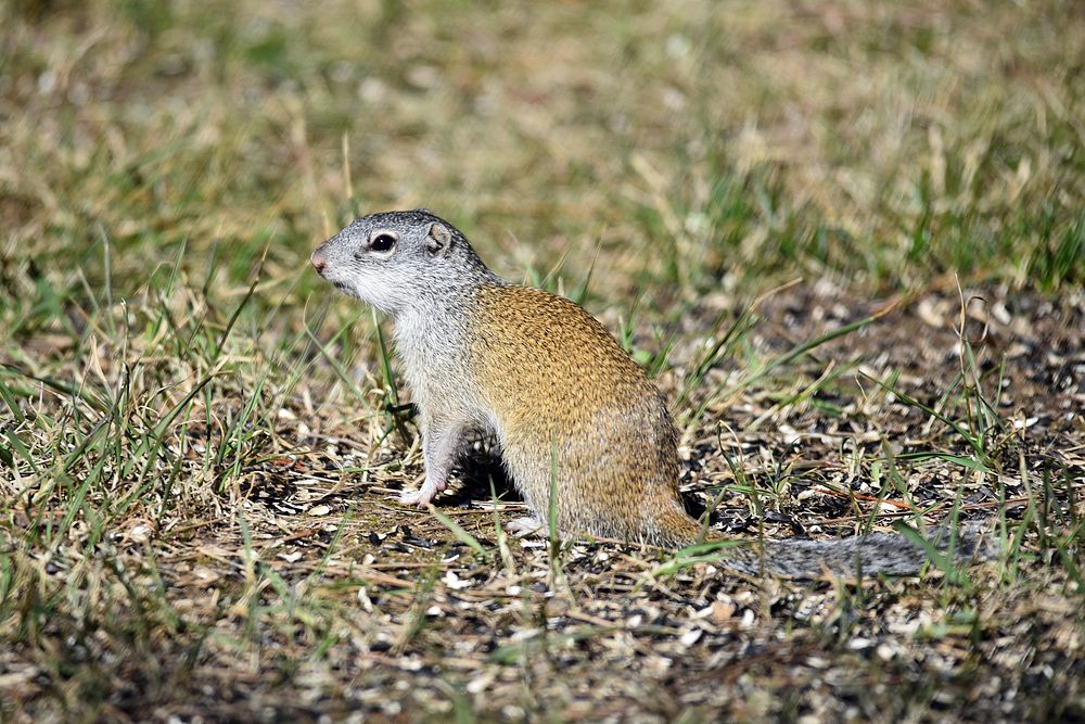 GopherWe spotted this gopher filling | Free Photo - rawpixel