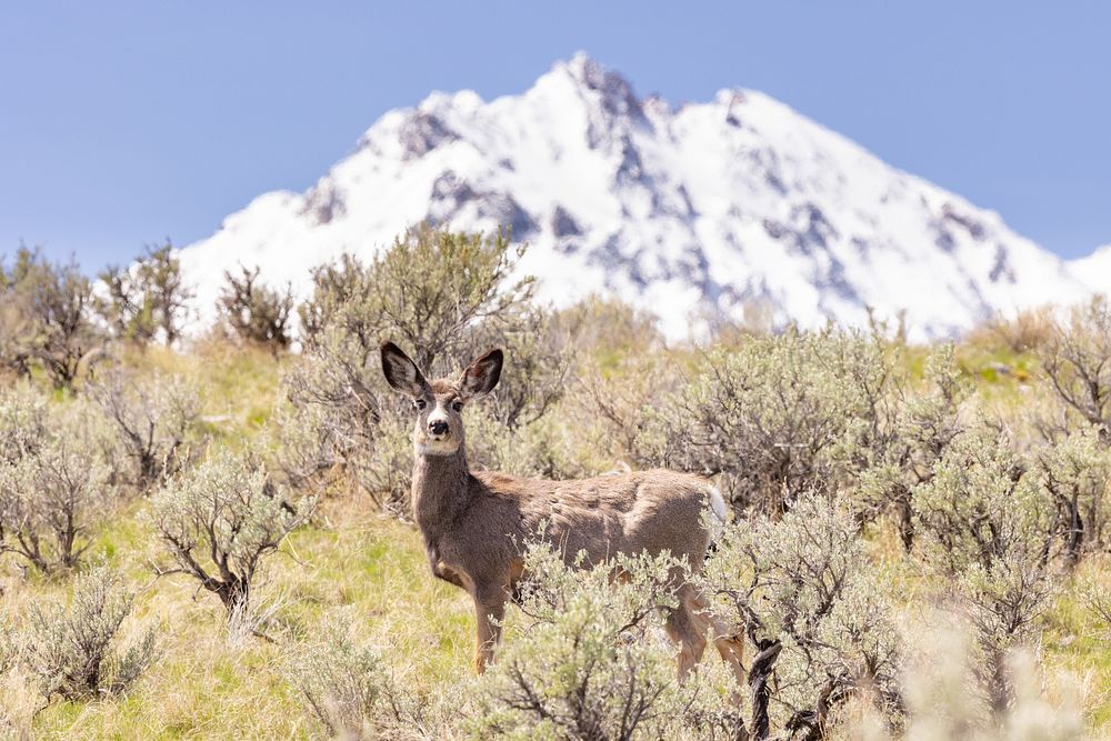 Mule deer and Electric Peak. | Free Photo - rawpixel