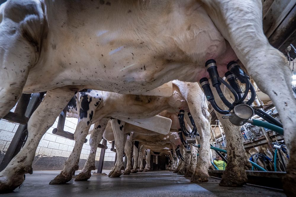 Dairy cow milk production. | Free Photo - rawpixel