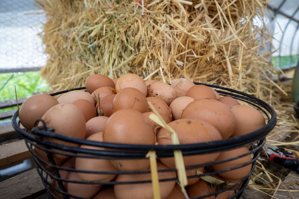 Nichki Carangelo and Laszlo Lazar | Free Photo - rawpixel