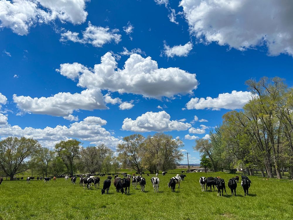 Cattle graze in a small | Free Photo - rawpixel